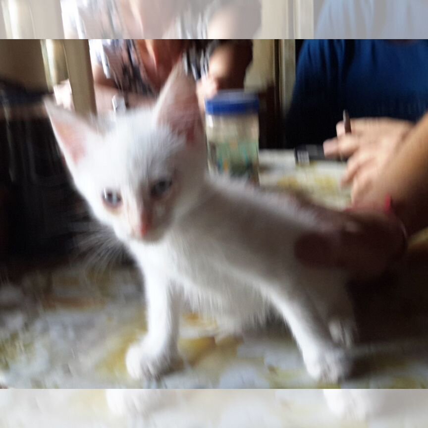 Бесплатно котенок мальчик