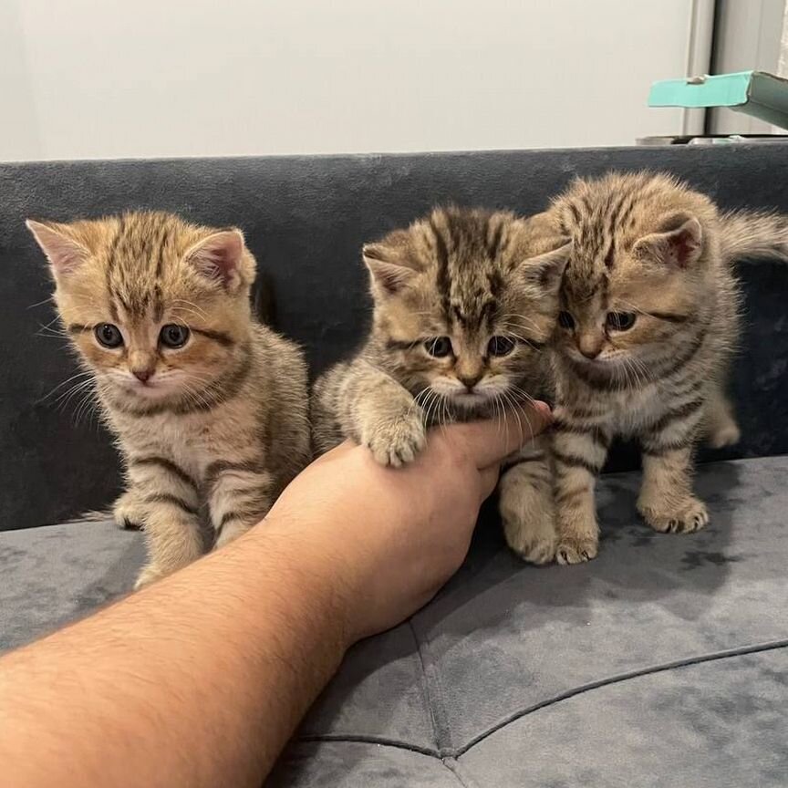 Шотландский прямоухий короткошёрстный котёнок