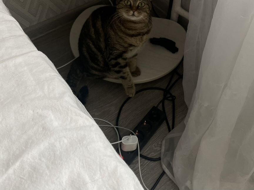 Британская кошечка