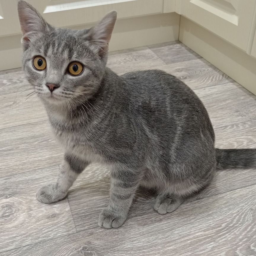 Отдам котика в добрые руки