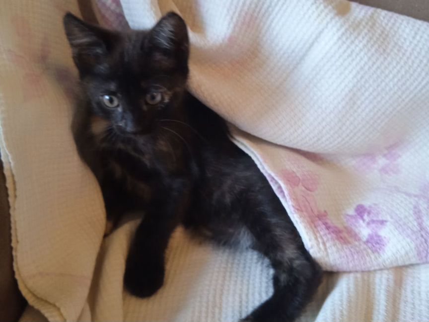 Кошечка трёхцветная