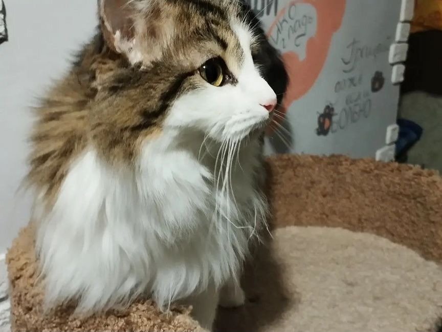 Кошка Кассандра
