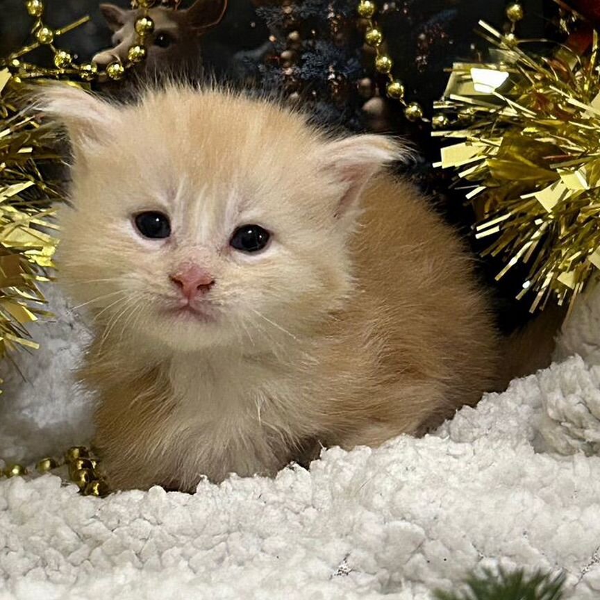 Мейн-кун котёнок