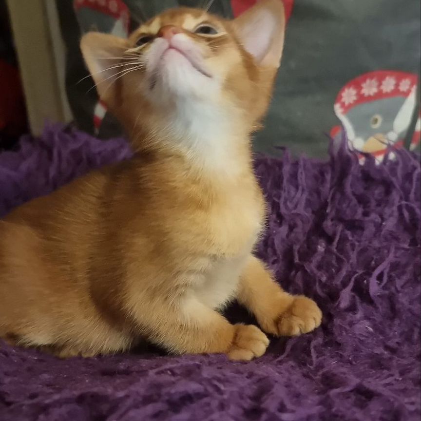 Аббисинский котенок
