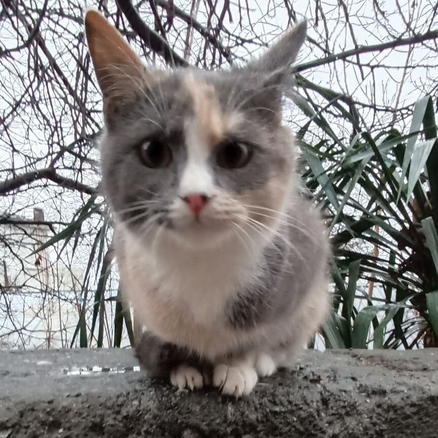 Ласковая девочка котенок в добрые руки