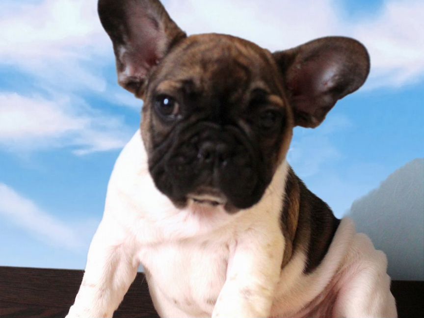 Французский бульдог щенки