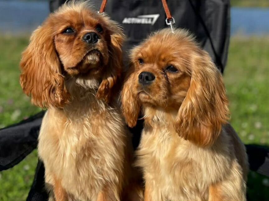 Кавалер Кинг чарльз спаниель