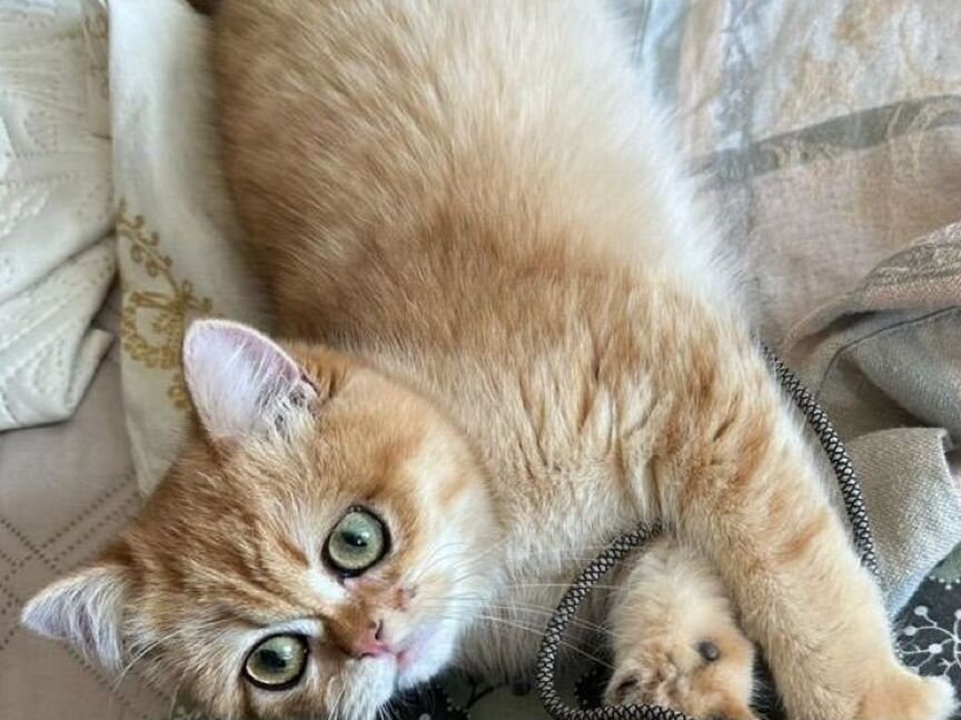 Британская короткошерстная кошка