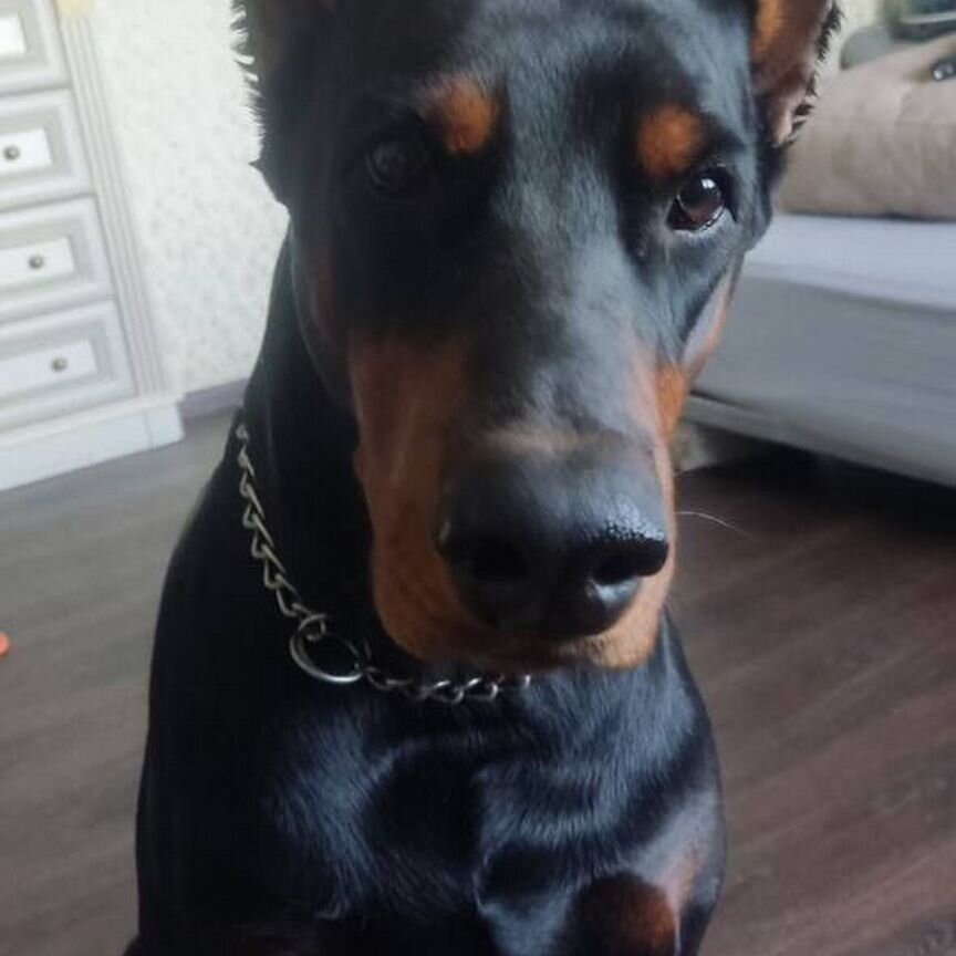 Доберман кабель воспитанный