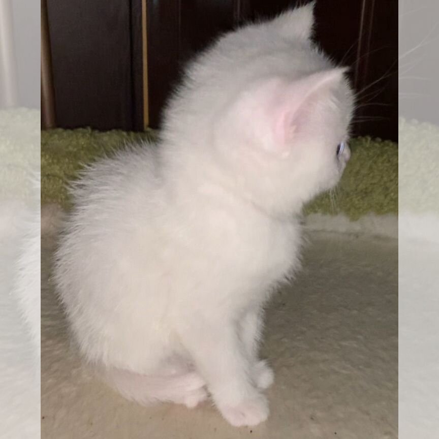 Британский короткошёрстный котёнок