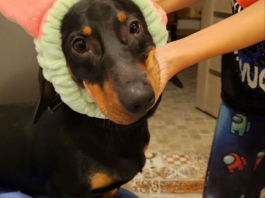 Отдам в добрые руки прекрасного таксу мальчика