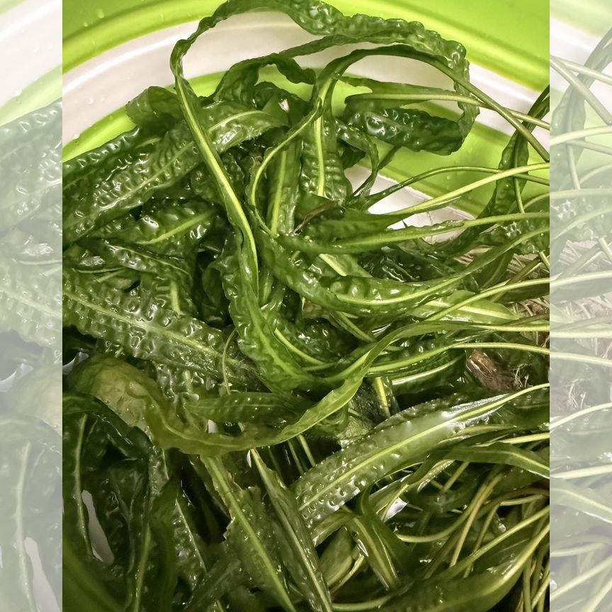 Аквариумное растение