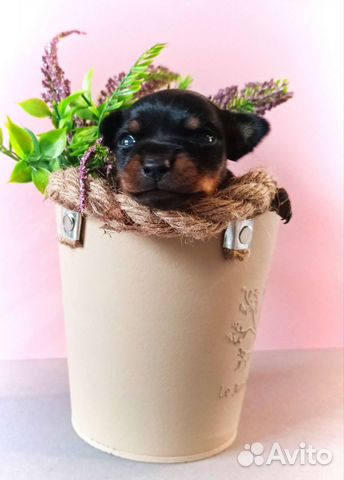 Малыши Русского тоя РКФ