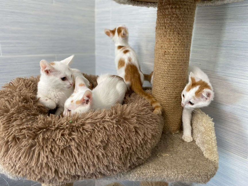 Котята мурчалки в добрые руки