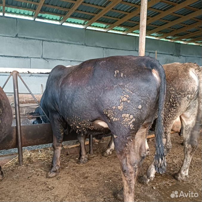 Быки на мясо