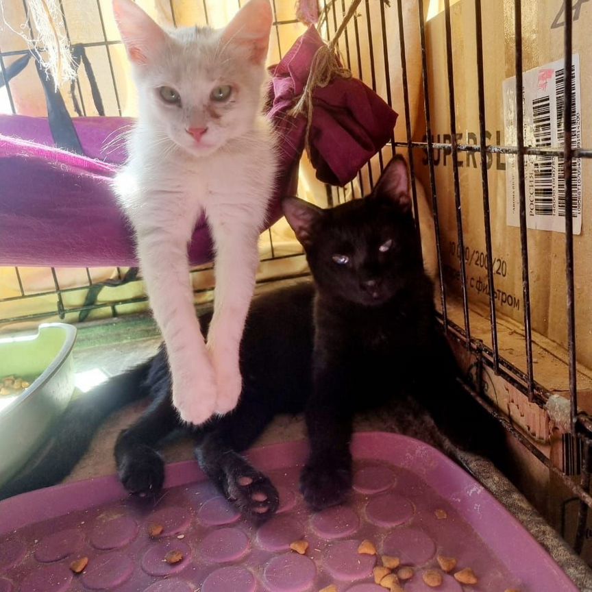 Котята
