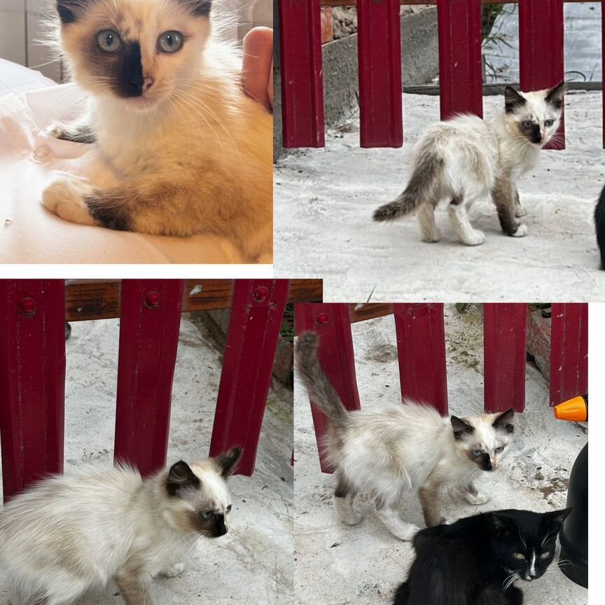 Котята