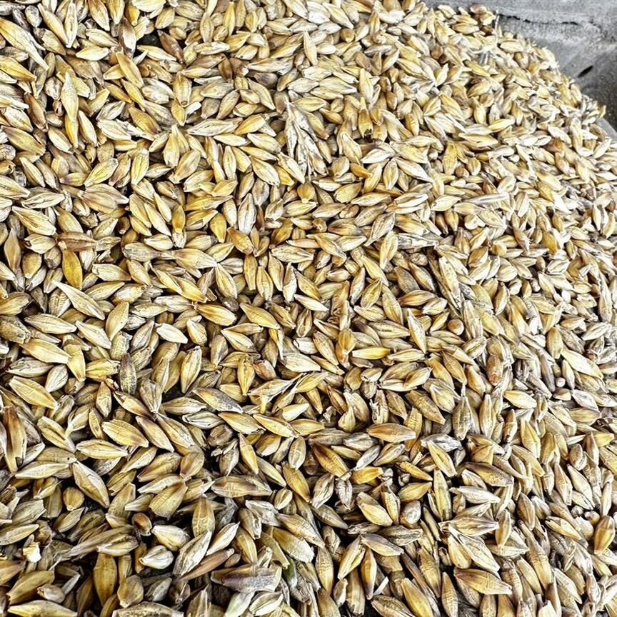 Пшеница ячмень