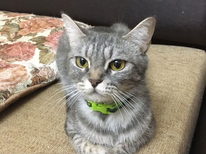 Кошка