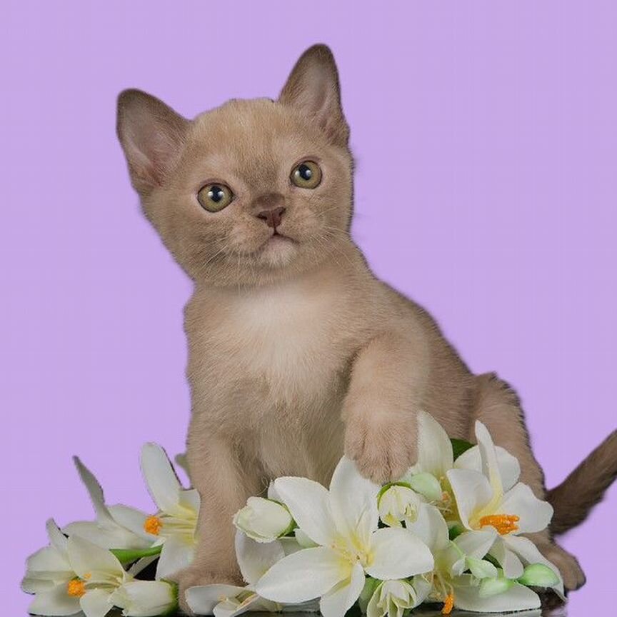 Котята американской бурмы