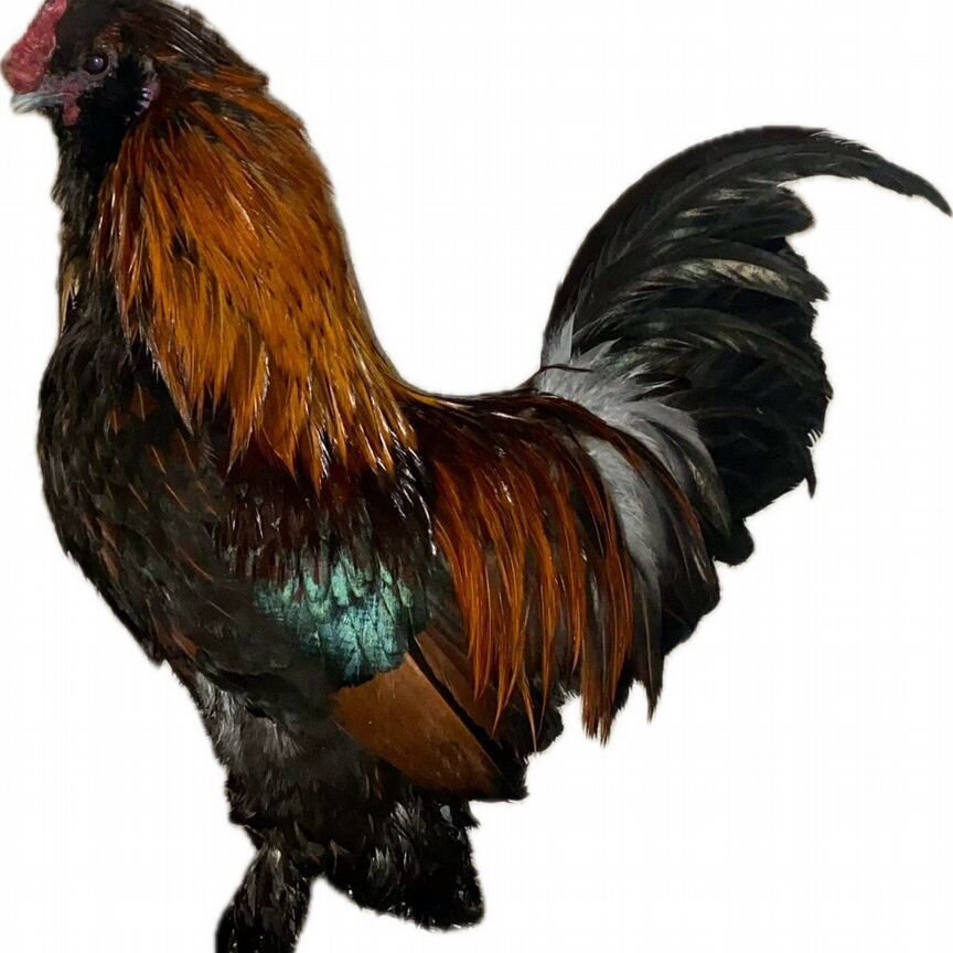 Петушок декоративный