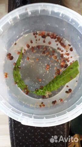 Улитки аквариумные