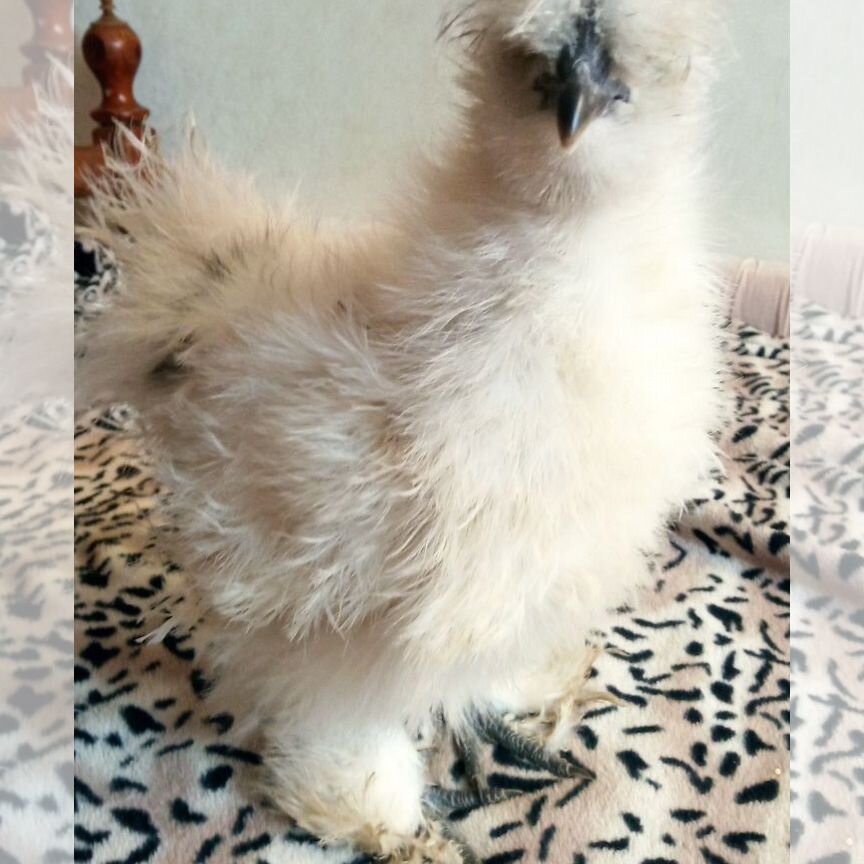 Цыплята китайские шёлковые