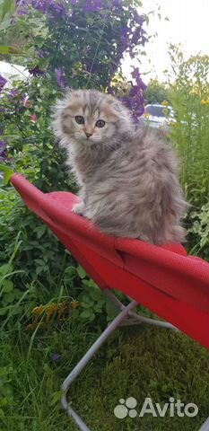 Котята