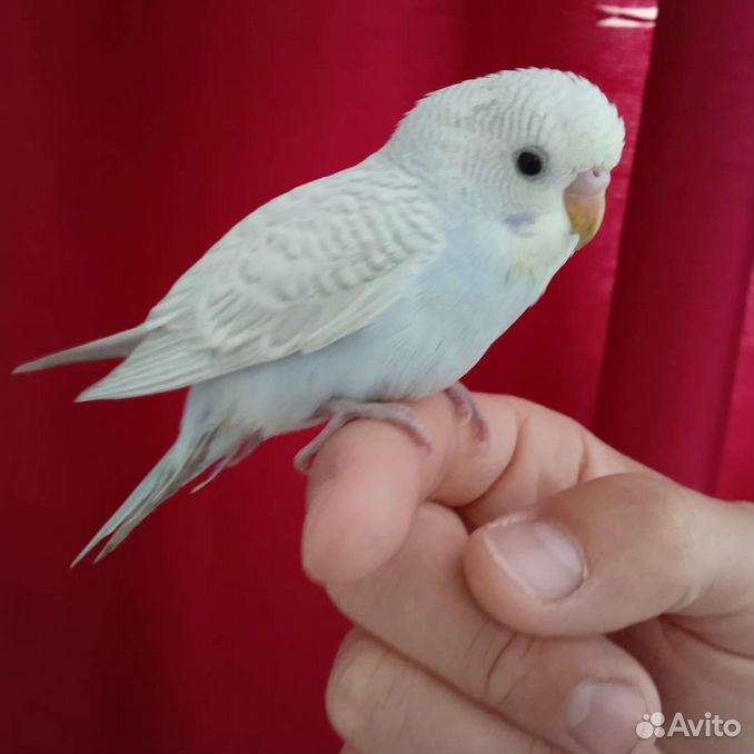 Два молоденьких ручных попугая