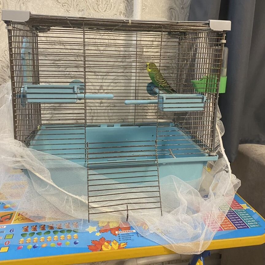Волнистый попугай с клеткой