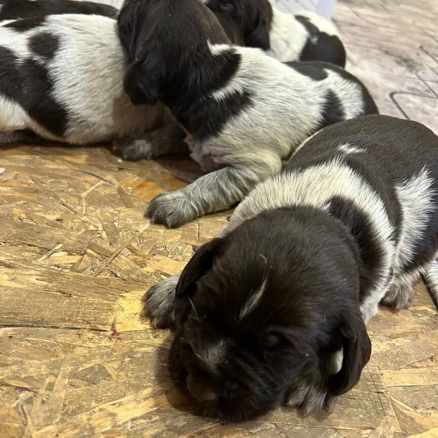 Щенки дратхара продажа