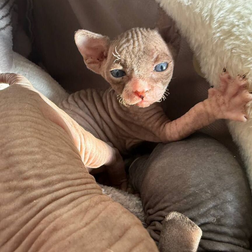 Канадский сфинкс котёнок