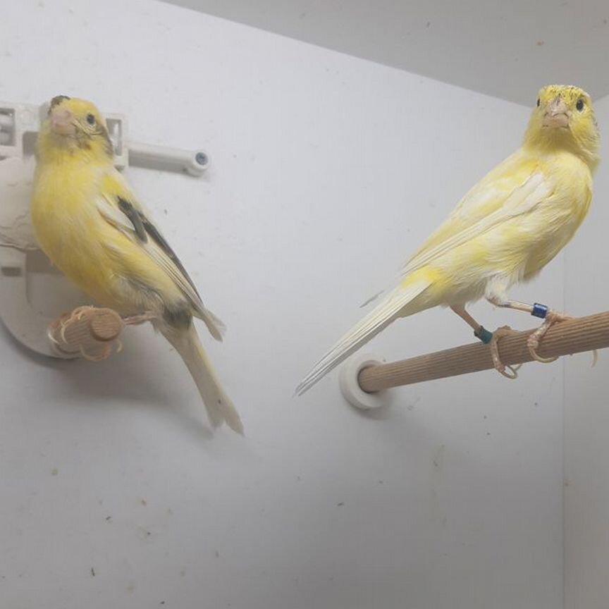 Канарейки "Гарцкий роллер"