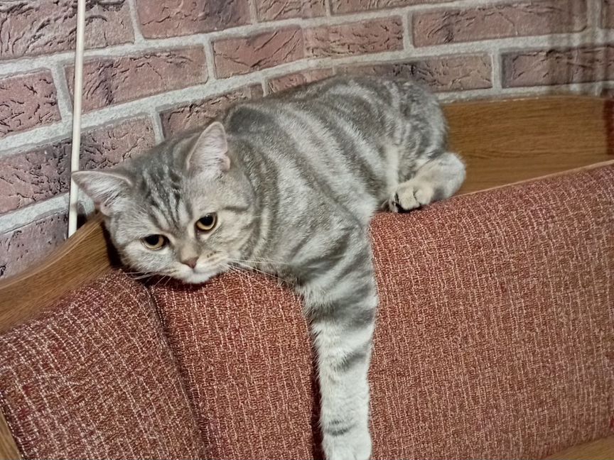 Кот и кошка