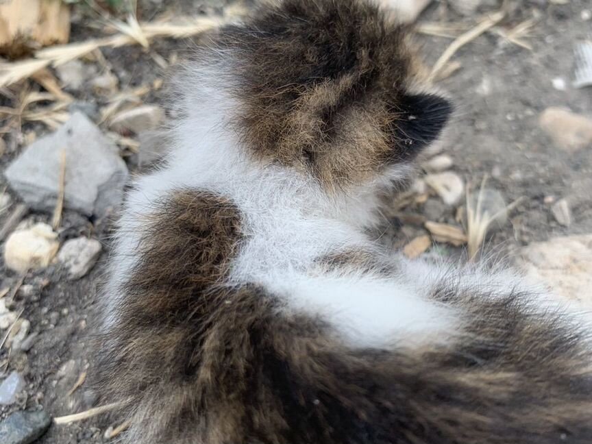 Котёнок веслоухий