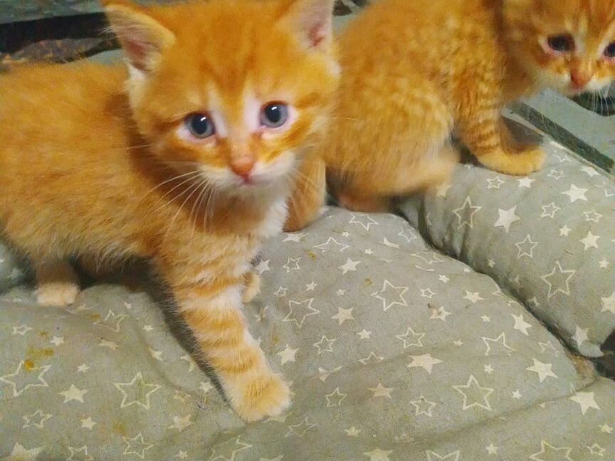 Котенок мальчик 1 месяц