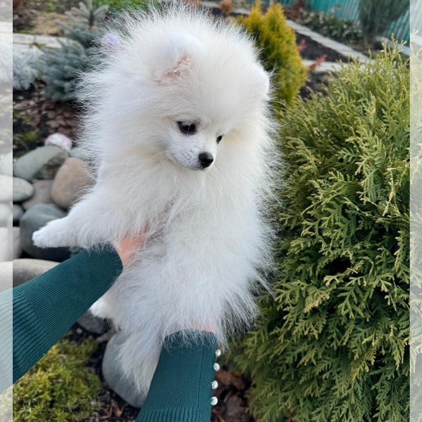 Померанский шпиц, щенок