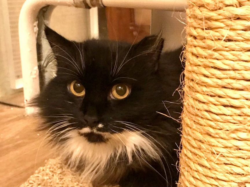 Злючка колючка