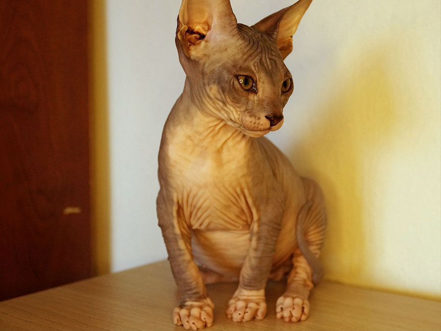 Донской сфинкс котята