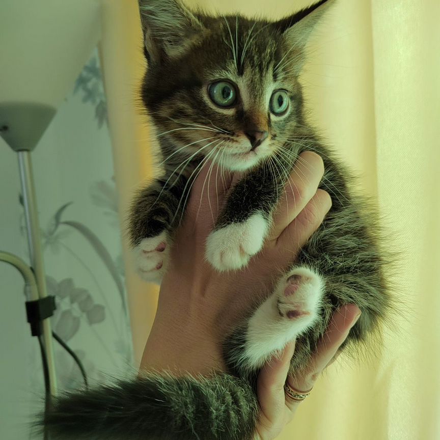 Котяба в добрые руки