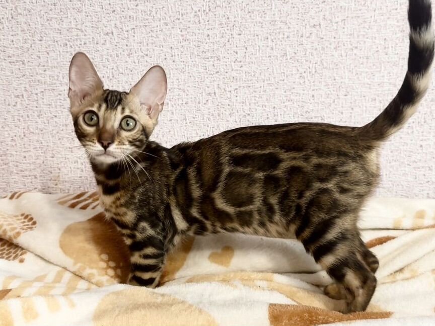 Бенгальская кошечка