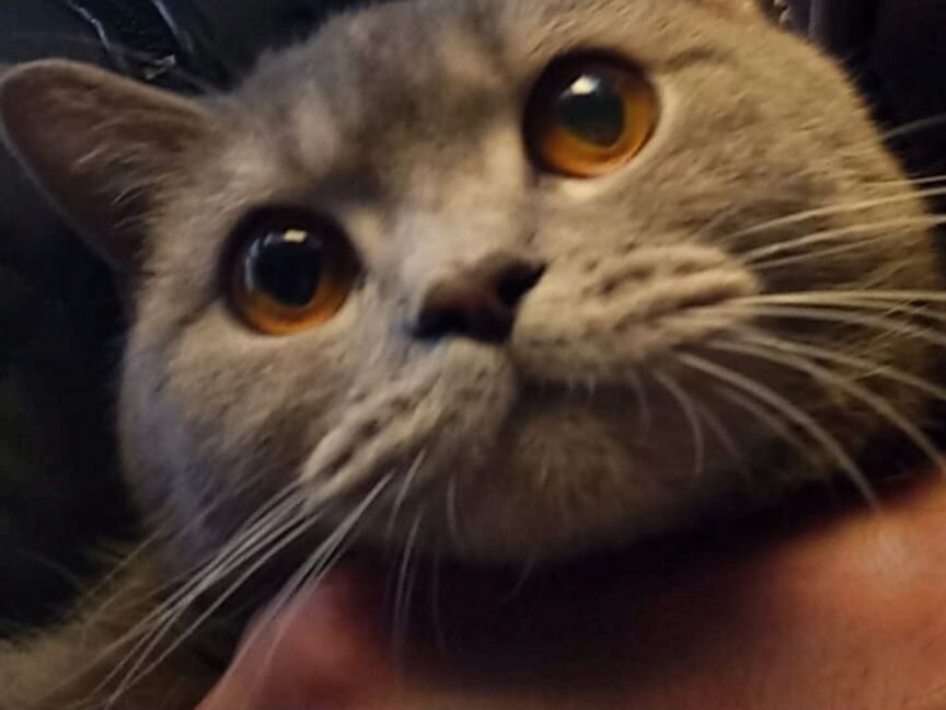 Британская