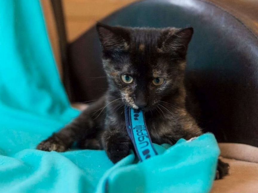 Кошечка 5 мес бесплатно отдается