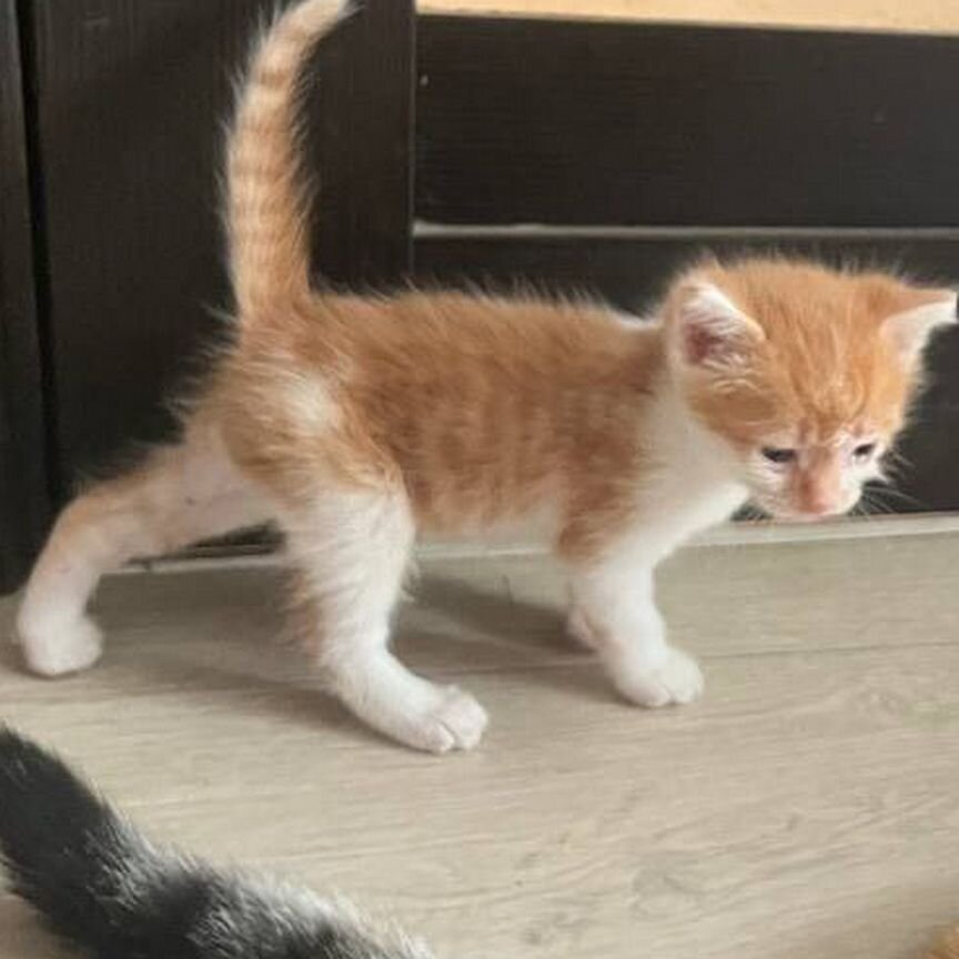 Котенок в добрые руки