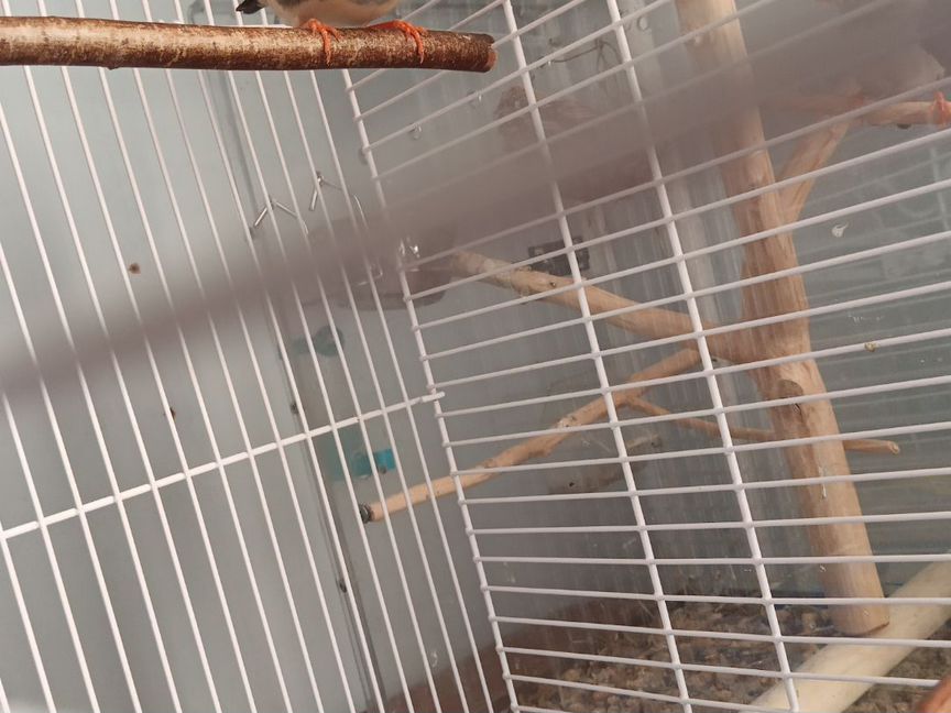 Зебровые амадины самка