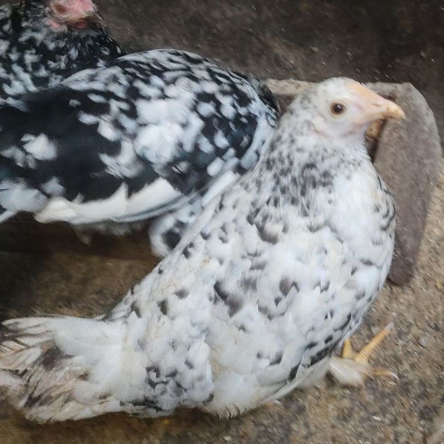 Куры домашние