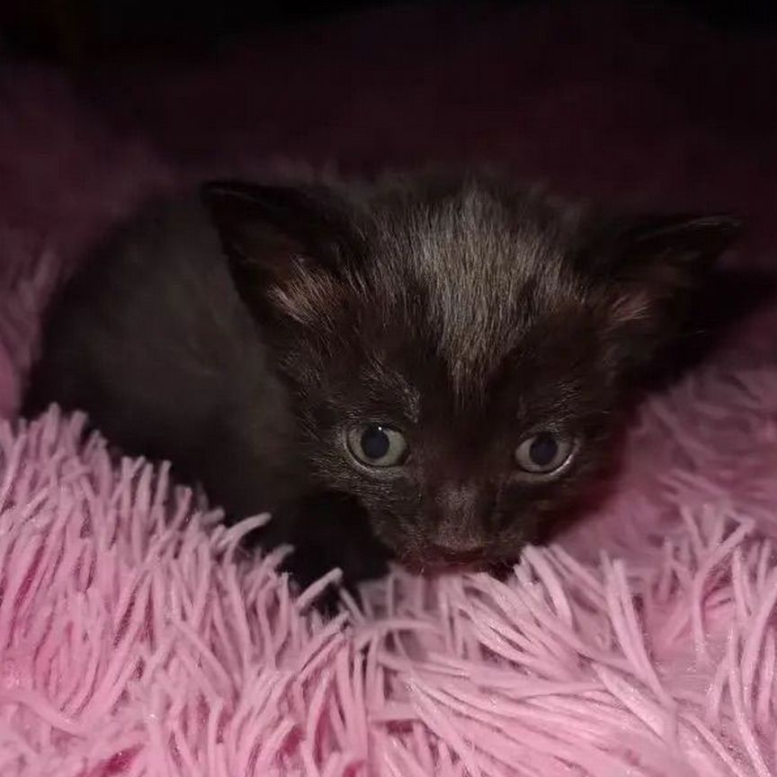 Котёнок в добрые руки