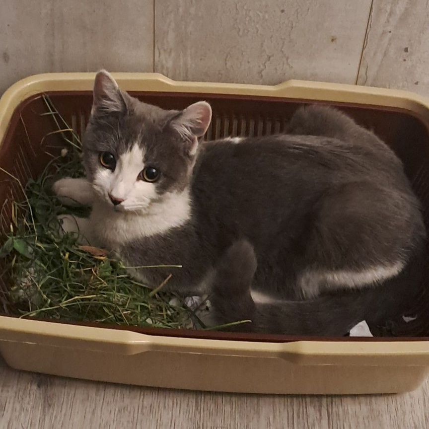 Кошка