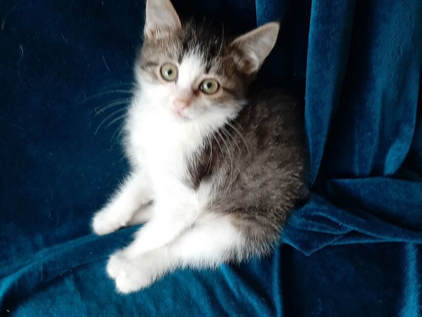 Котенок котик 2 мес - в добрые руки