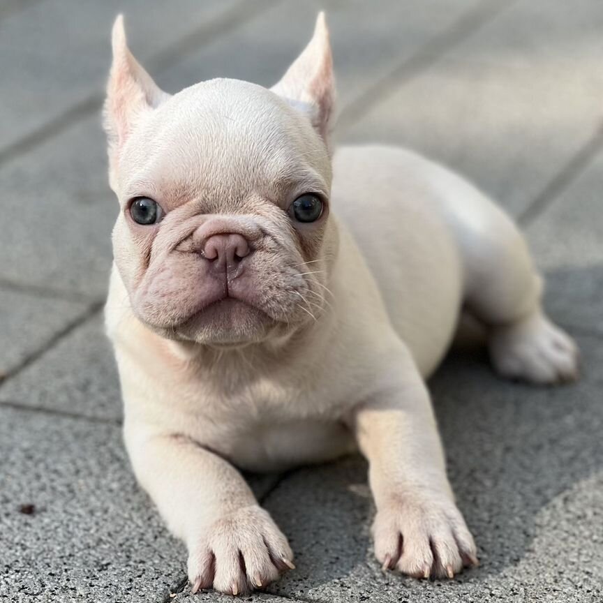 Щенок французского бульдога, мальчик крем лилак та